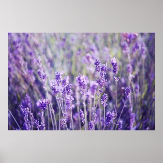 Lavender Field Poster | Zazzle.com