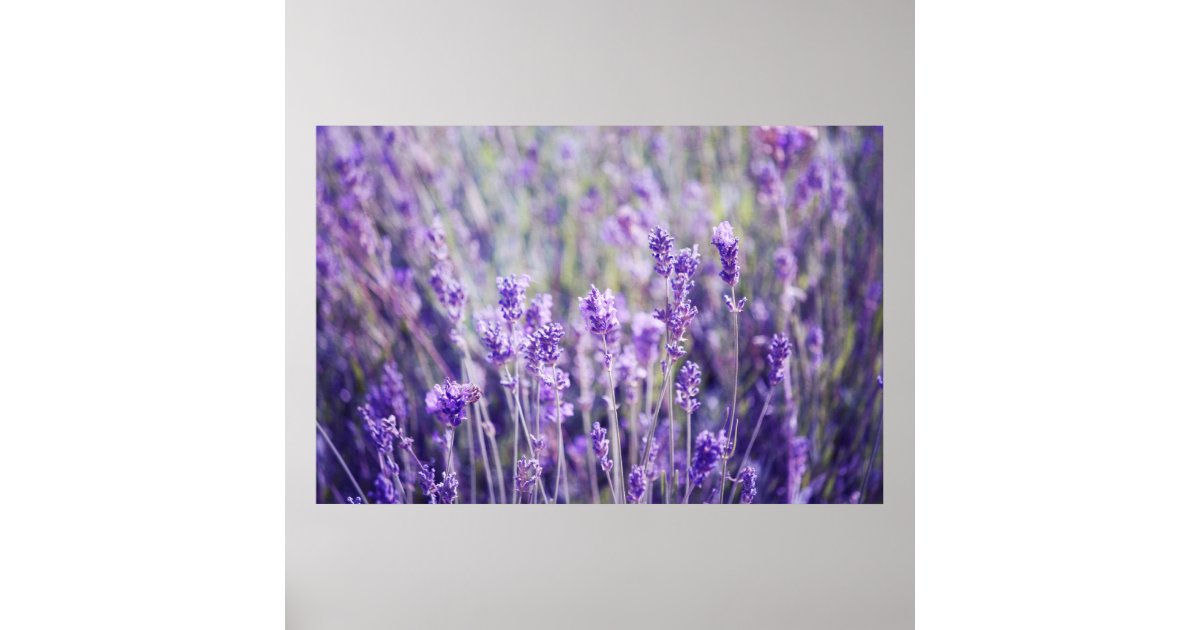 Lavender Field Poster | Zazzle