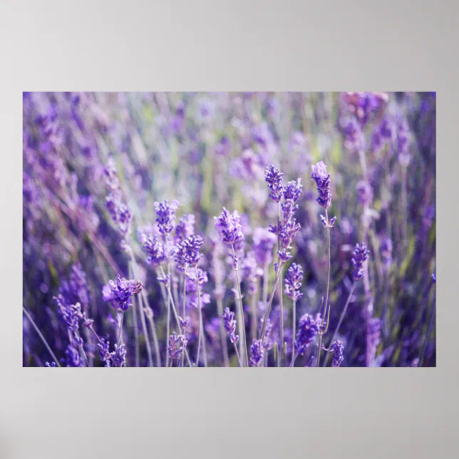 Lavender Field Poster | Zazzle