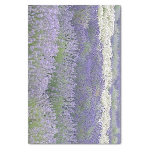 Lavender Field Tissue Paper | Zazzle