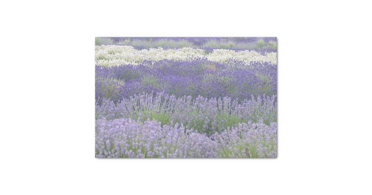 Lavender Field Tissue Paper | Zazzle