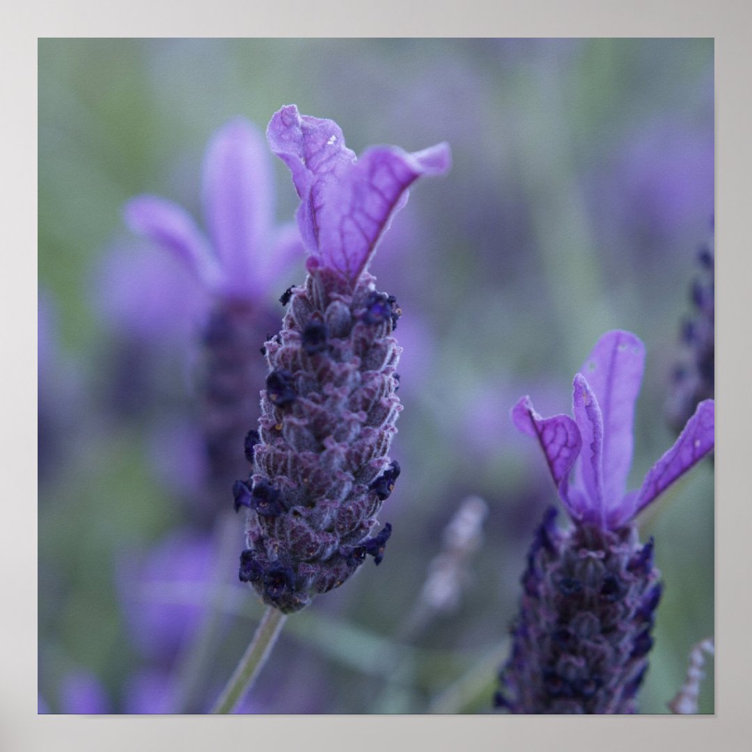 Lavender Flower Photo Poster Print | Zazzle