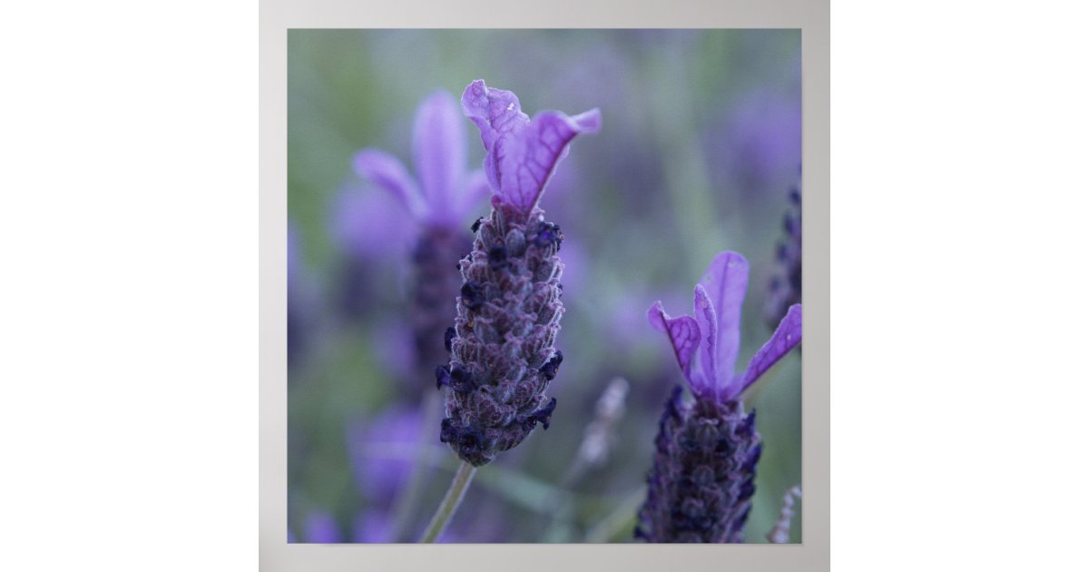 Lavender Flower Photo Poster Print | Zazzle