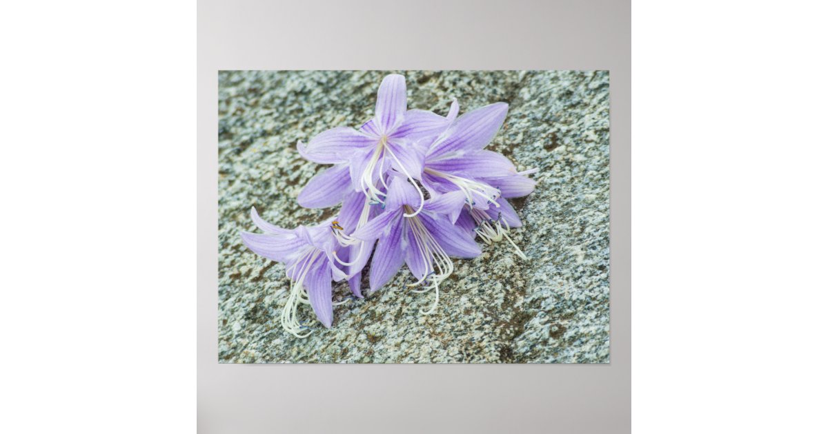 lavender hosta flowers in full bloom poster | Zazzle