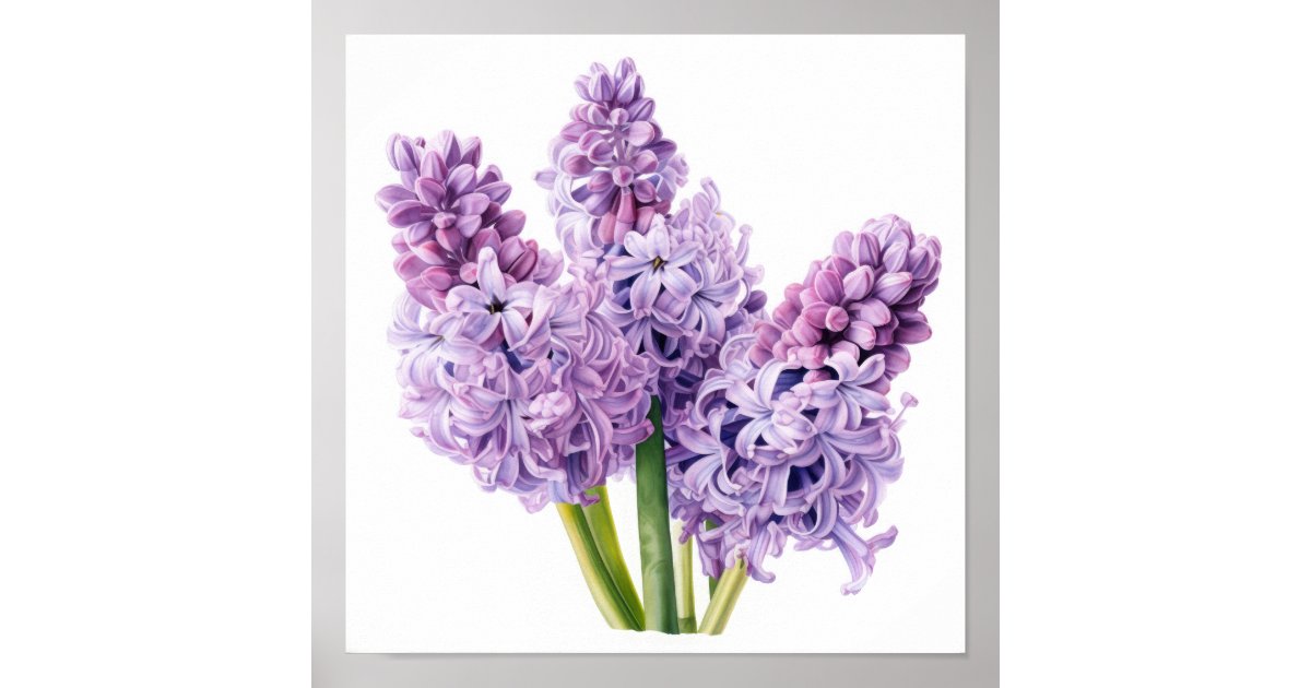 Lavender Hyacinth Flower Art Print Poster | Zazzle