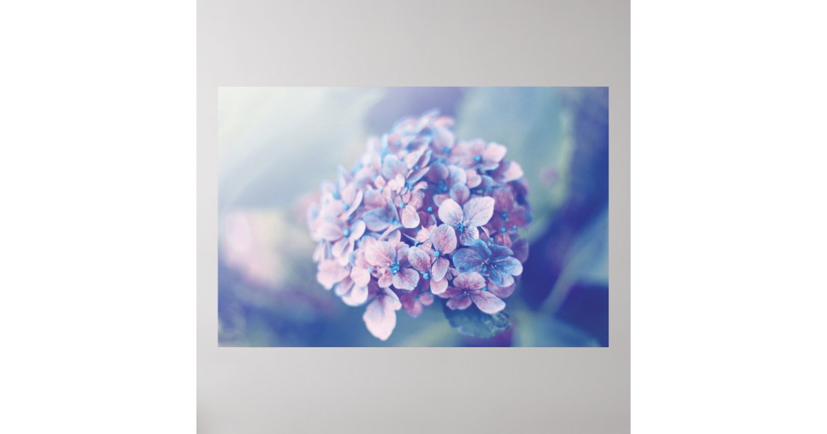Lavender Hydrangea Poster | Zazzle