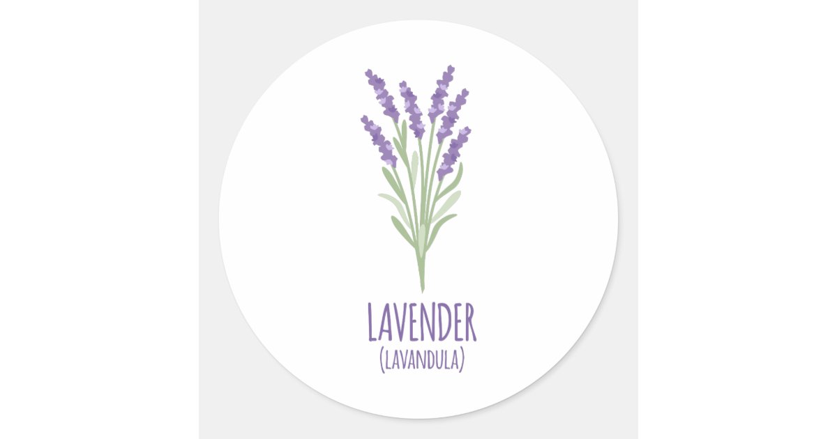 Lavender Lavandula Classic Round Sticker | Zazzle