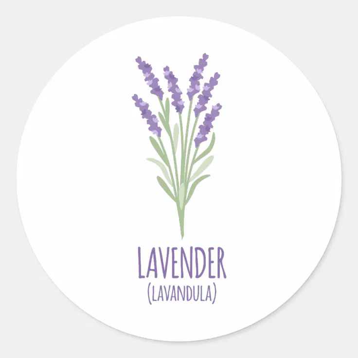 Lavender Lavandula Classic Round Sticker | Zazzle