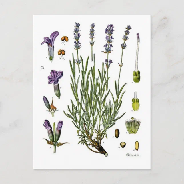 Lavender Postcard | Zazzle
