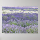 Lavender Flower Photo Poster Print | Zazzle.com