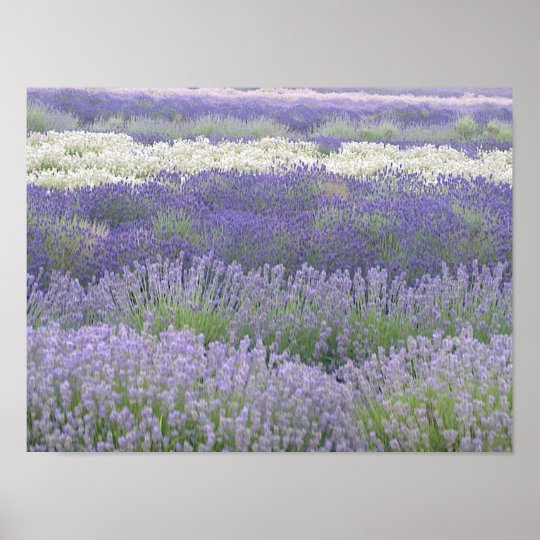 Lavender Poster | Zazzle.com