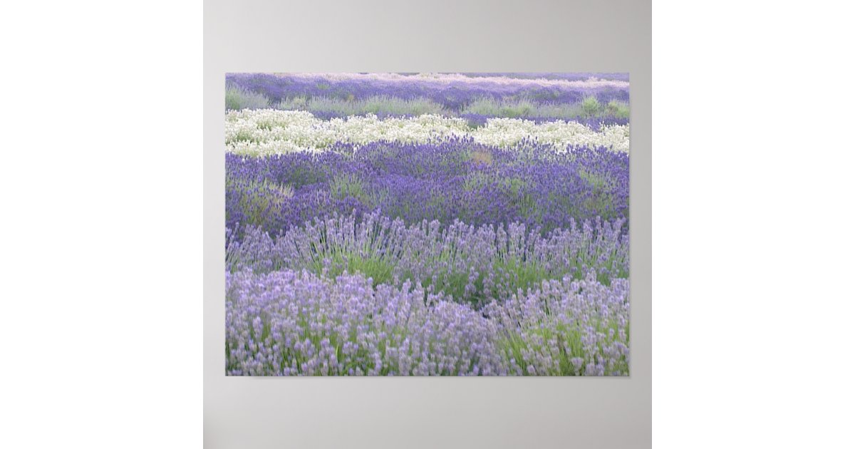 Lavender Poster | Zazzle