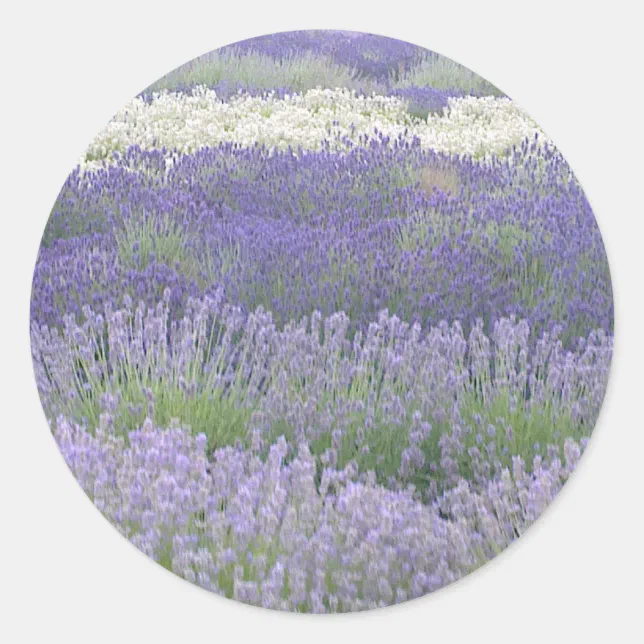 Lavender Sticker | Zazzle