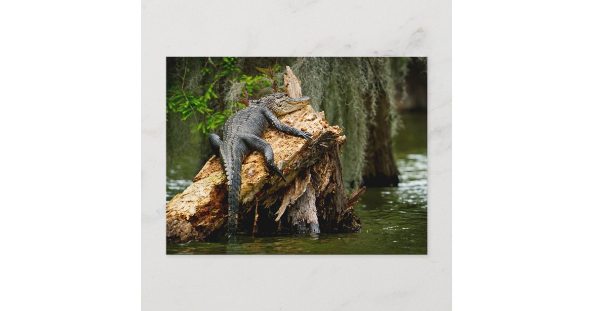 Lazy Alligator Postcard by DeGruy | Zazzle