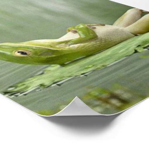 Lazy Frog Poster | Zazzle