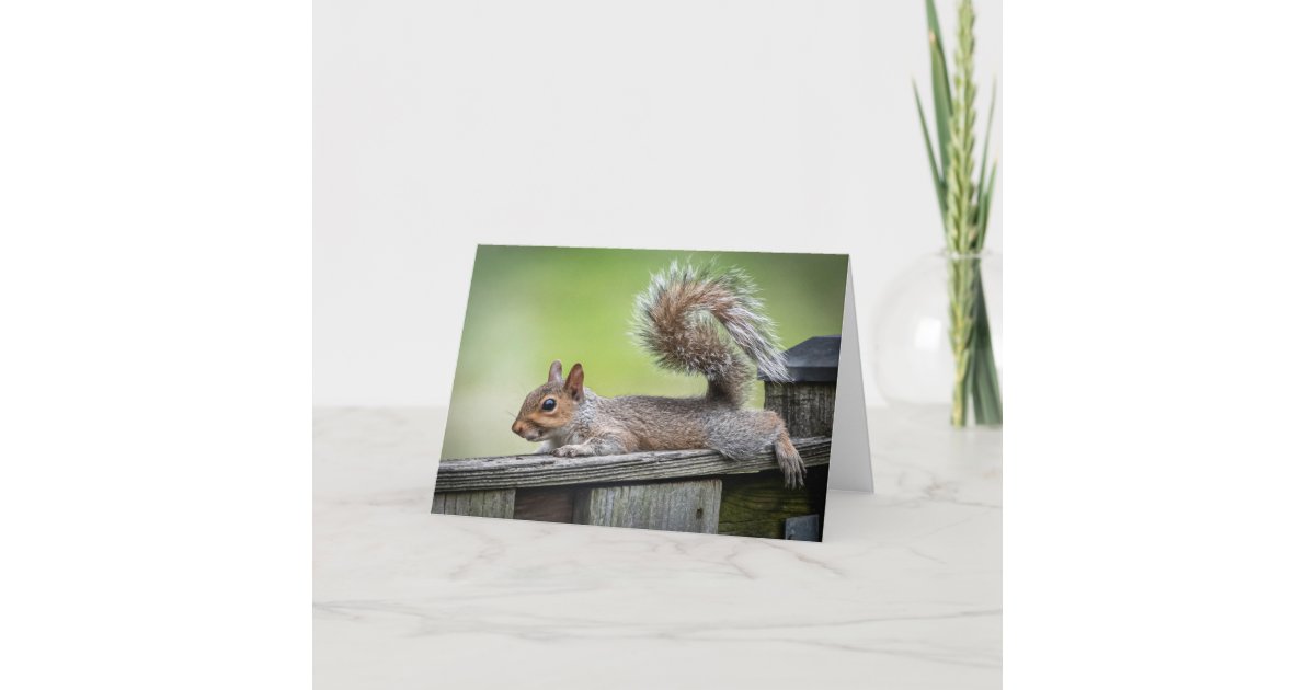 Lazy Squirrel Note Card | Zazzle