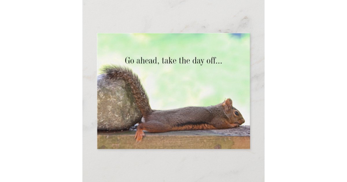 Lazy Squirrel Postcard | Zazzle