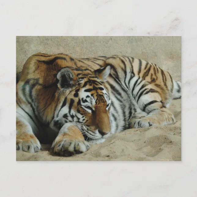 Lazy Tiger Stunning Big Cat Photo Postcard | Zazzle