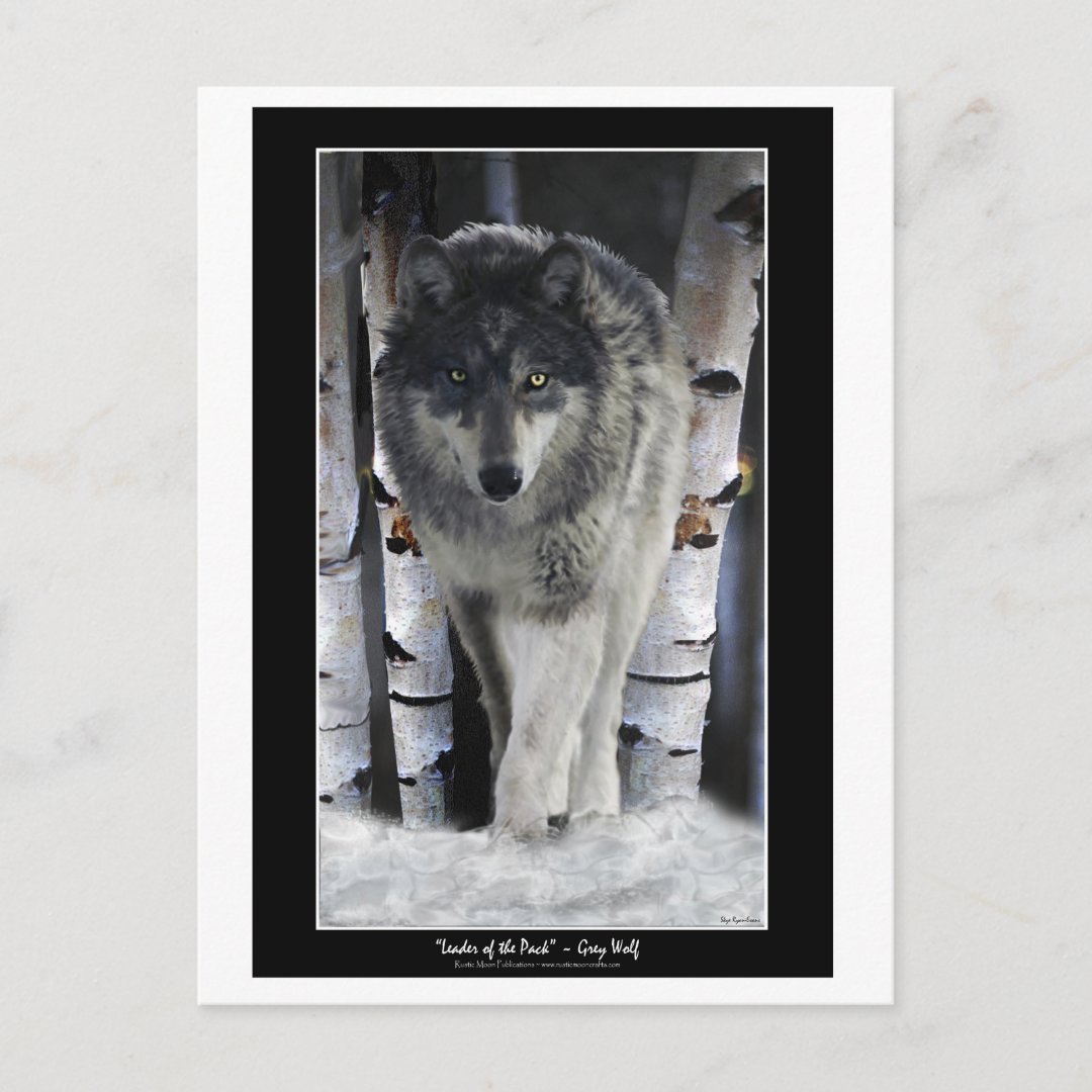 LEADER OF THE PACK ~ Wolf Postcards | Zazzle