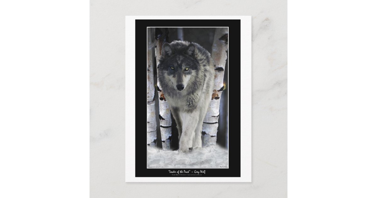 LEADER OF THE PACK ~ Wolf Postcards | Zazzle
