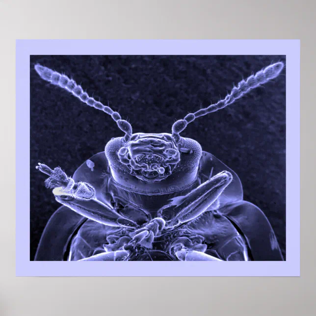Leaf Beetle Image - Scanning Electron Microscope Poster | Zazzle