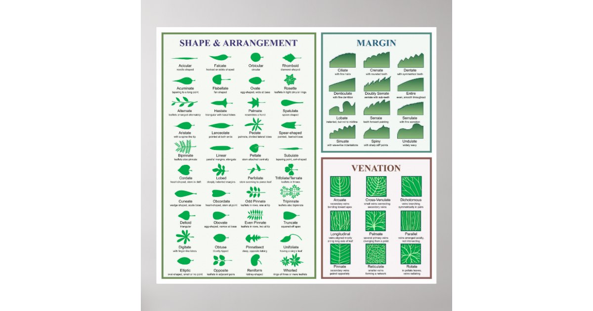 Leaf Morphology Chart Margin Shape Venation Poster | Zazzle