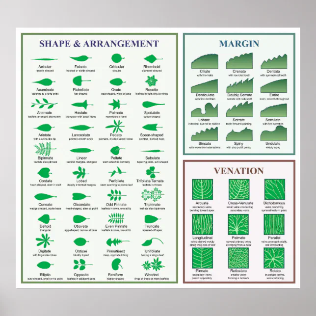 Leaf Morphology Chart Margin Shape Venation Poster | Zazzle