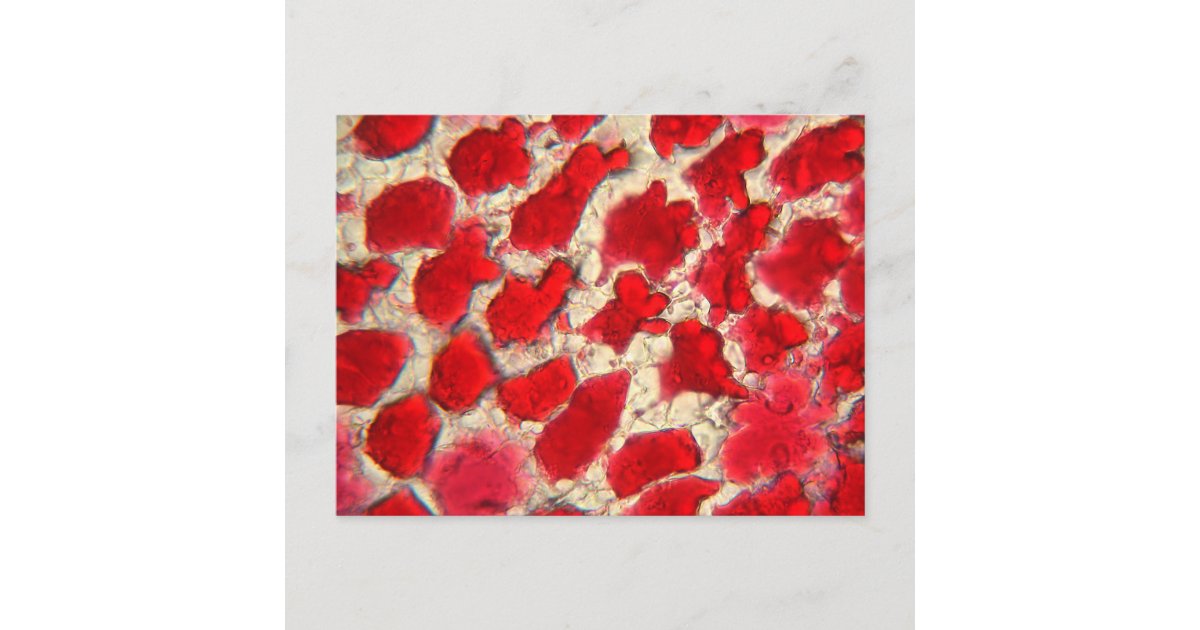 Leaf of a red rose under the microscope postcard | Zazzle