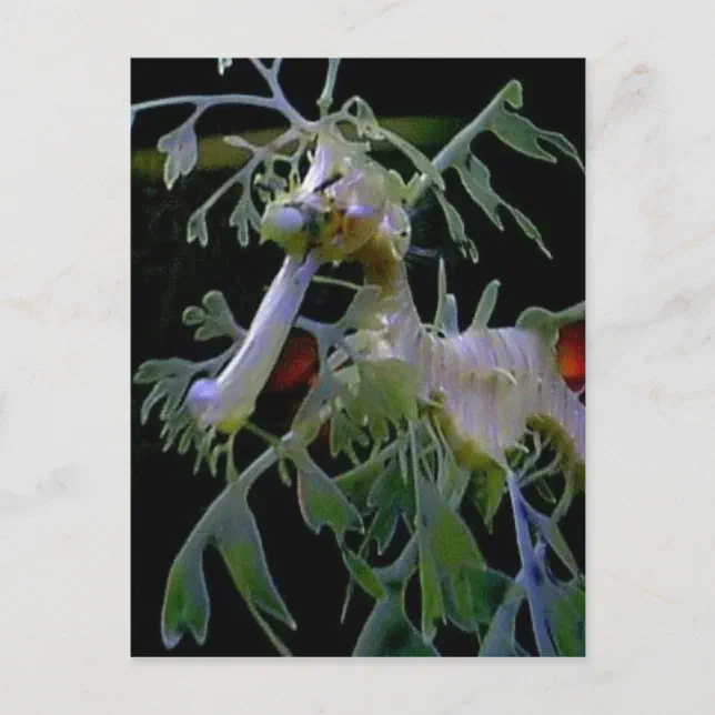 Leafy Sea Dragon Postcard | Zazzle