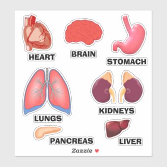 Learn Anatomy Educational Home School Sticker Set | Zazzle