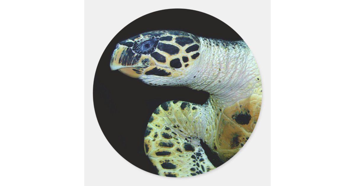 Leatherback Sea Turtle Stickers | Zazzle