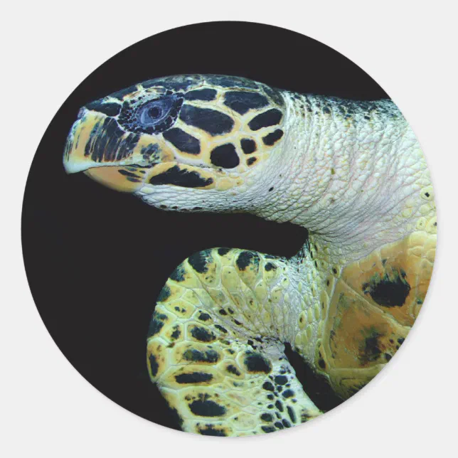 Leatherback Sea Turtle Stickers | Zazzle