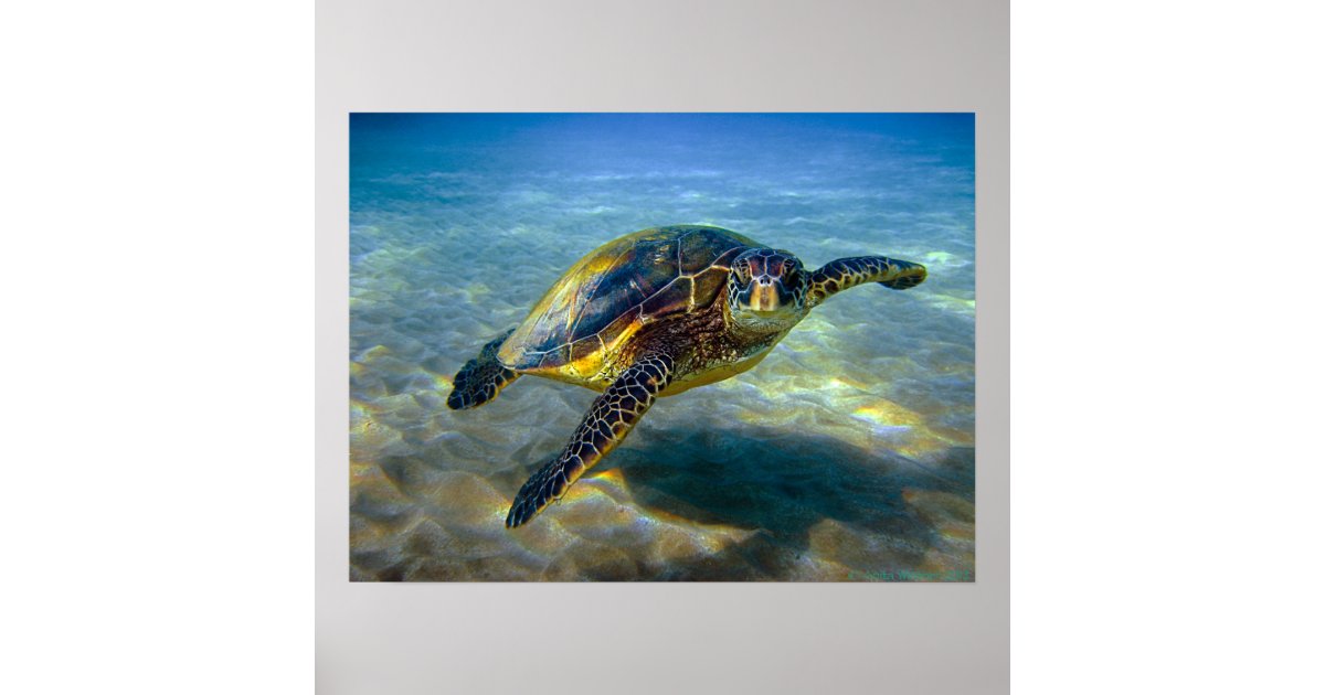Leatherneck Sea Turtle Print | Zazzle