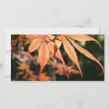 Leaves in Autumn Sympathy Thank You photo card | Zazzle