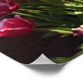 Leen Van Der Mark Tulips, Oregon Poster | Zazzle