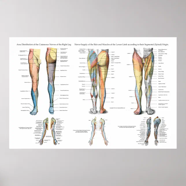 Leg Nerve Innervation of Lower Extremities Poster | Zazzle