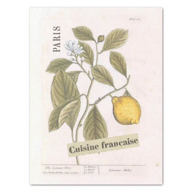 Lemon Botanical Illustration French Script Fruit Tissue Paper | Zazzle