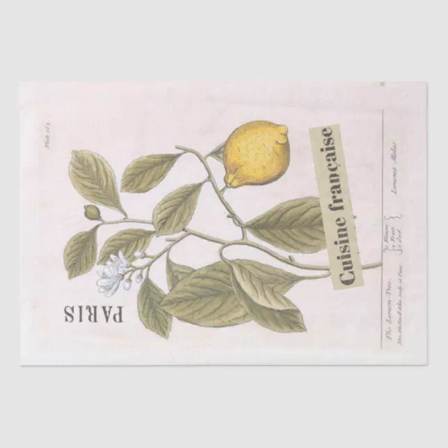 Lemon Botanical Illustration French Script Fruit Tissue Paper | Zazzle