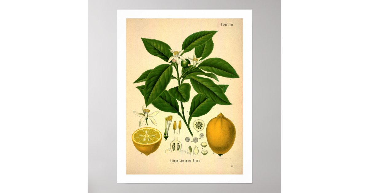 Lemon Botanical Print | Zazzle