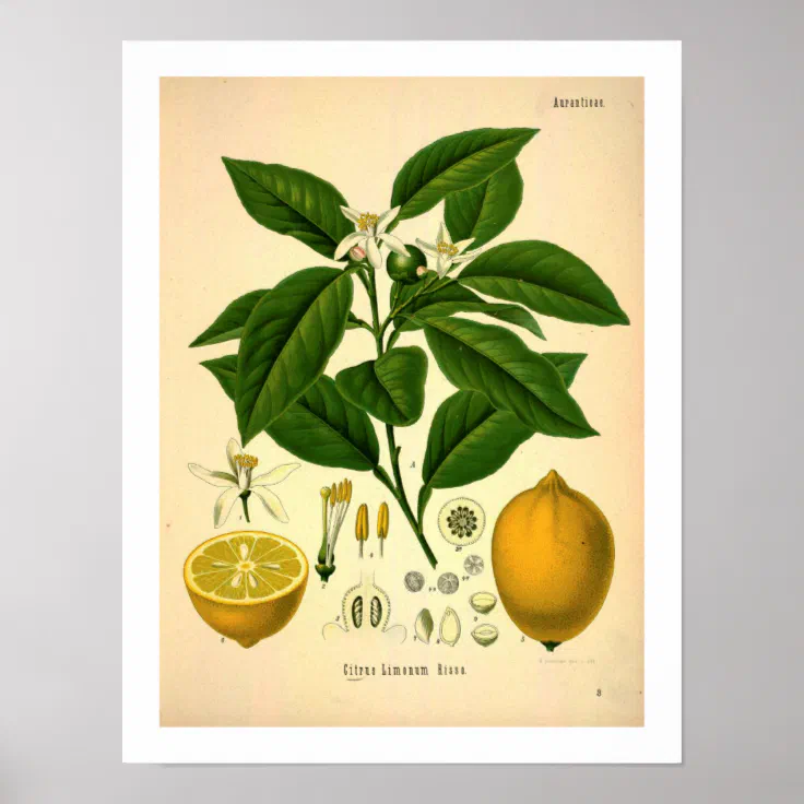 Lemon Botanical Print | Zazzle