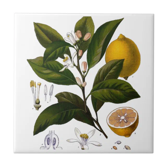 Lemon Ceramic Tile | Zazzle