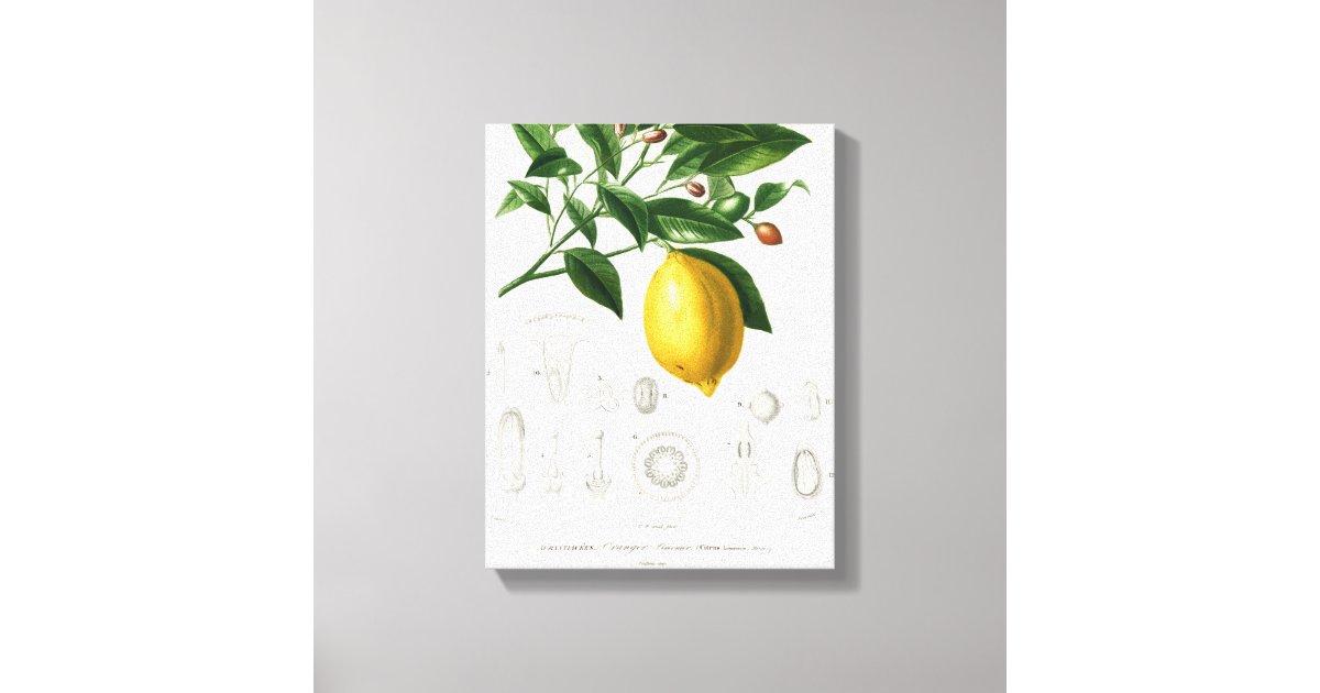 Lemon Citrus Fruit Botanical Limonium Illustration Canvas Print | Zazzle