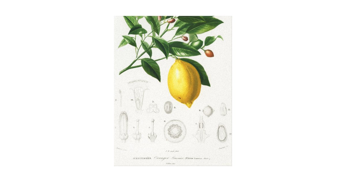 Lemon Citrus Fruit Botanical Limonium Illustration Canvas Print | Zazzle