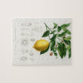 Lemon Citrus Fruit Botanical Limonium Illustration Jigsaw Puzzle | Zazzle