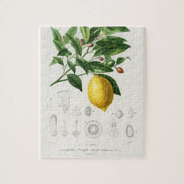 Lemon Citrus Fruit Botanical Limonium Illustration Jigsaw Puzzle | Zazzle