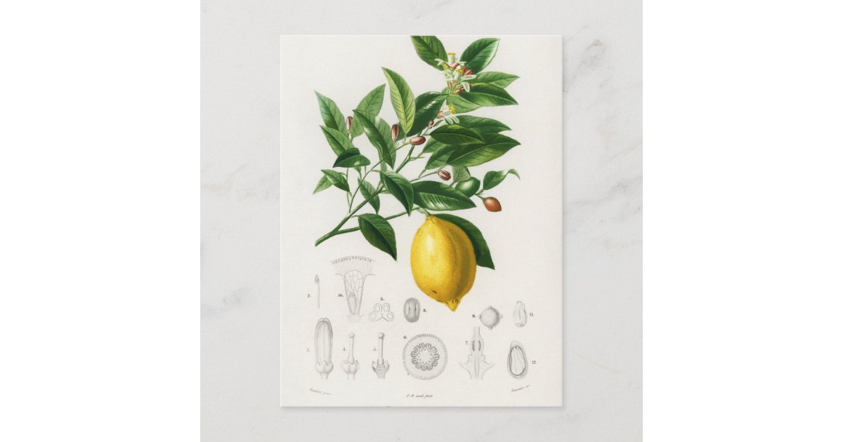 Lemon Citrus Fruit Botanical Limonium Illustration Postcard | Zazzle