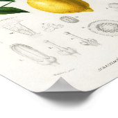 Lemon Citrus Fruit Botanical Limonium Illustration Poster | Zazzle