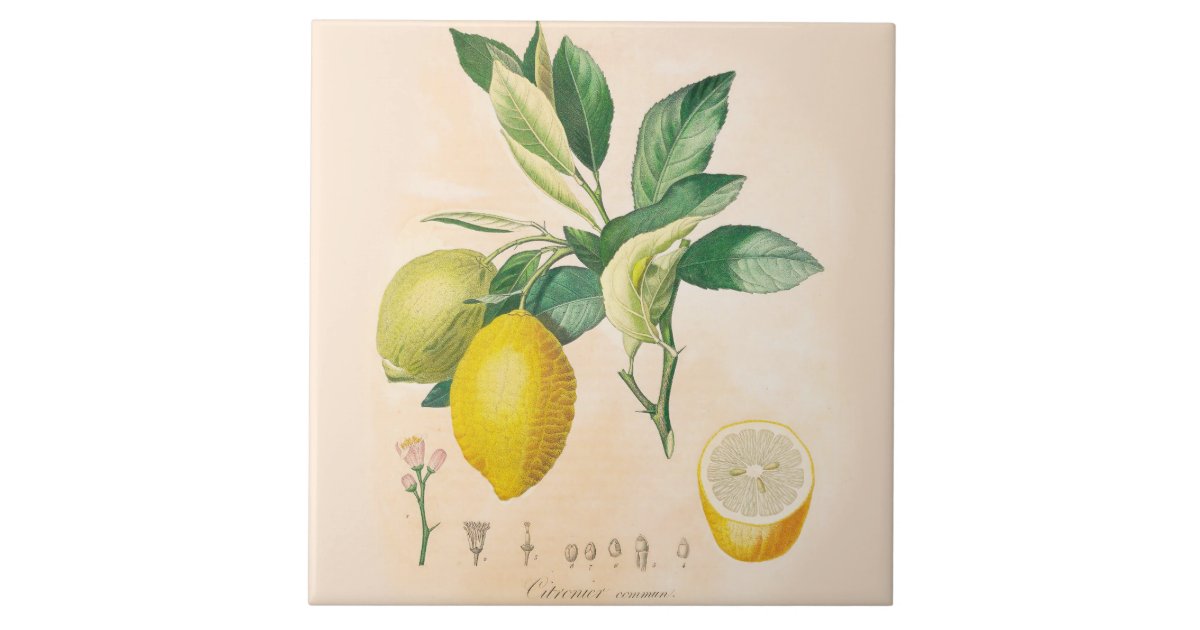 Lemon Fruit Ceramic Accent Tile, Kitchen Decor Ceramic Tile | Zazzle