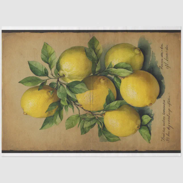Lemon Fruit Illustration Ephemera No1 Tissue Paper | Zazzle