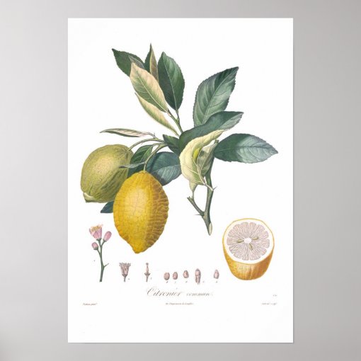 Lemon Poster | Zazzle